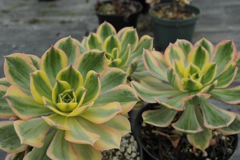 Aeonium Care: How To Grow An Aeonium Plant | Gardening Know How