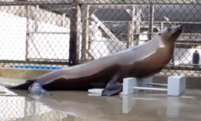 WATCH: This awesome sea lion can dance to Backstreet Boys | The Week