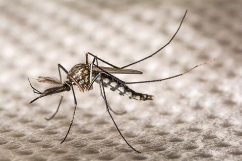 Scientists Can't Agree on Whether Genetically Modified-Mosquito ...