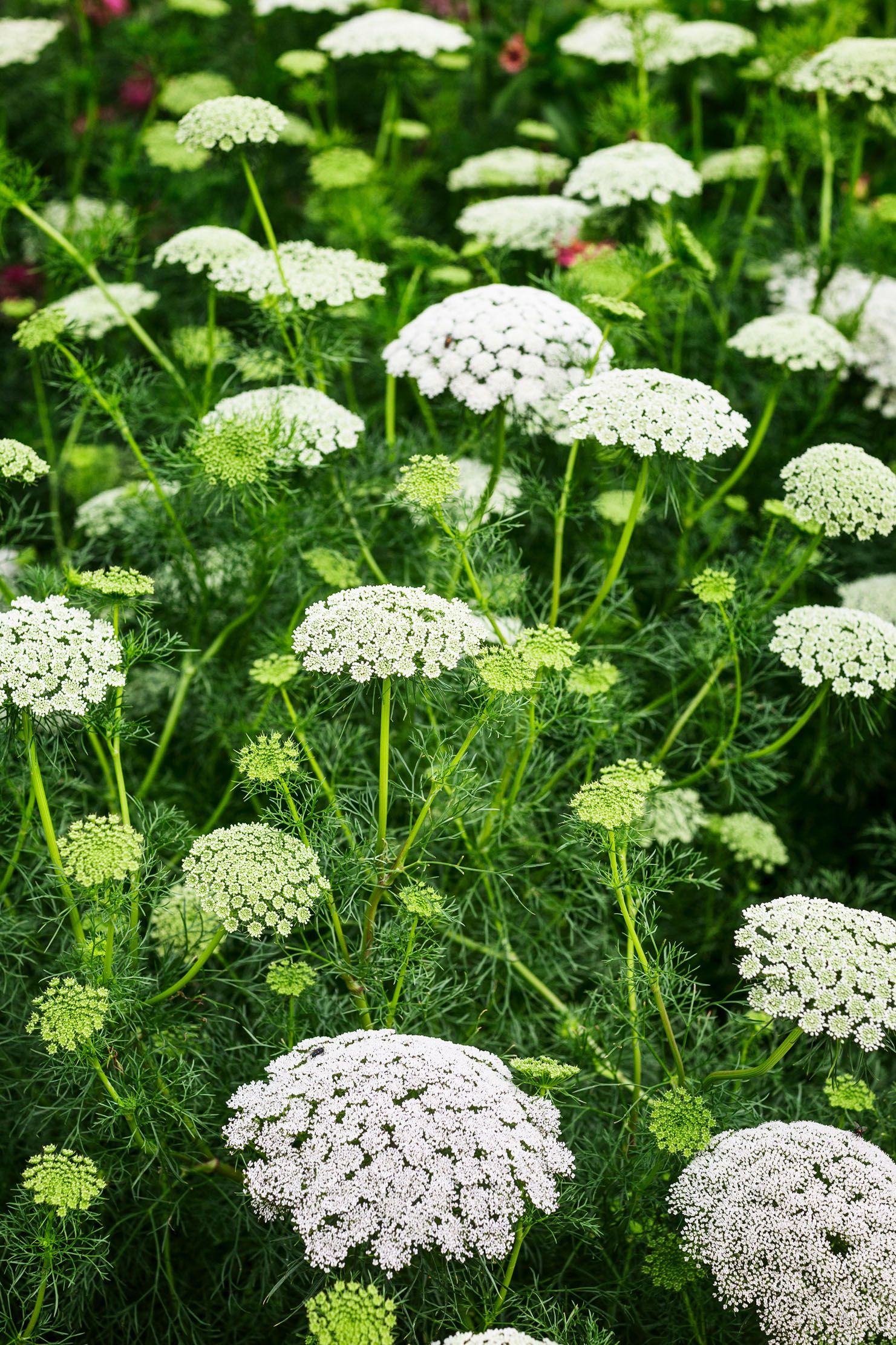 Umbellifers: The plants with 'bold structure' with soft, frothy flowers ...