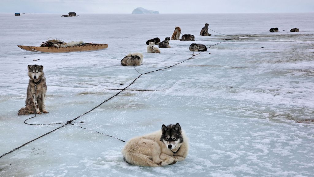 32 facts about Alaskan Malamutes | PetsRadar