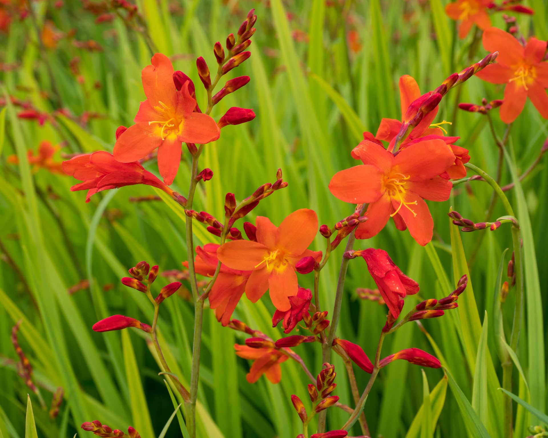 Crocosmia varieties: 16 gorgeous types of montbretia to try | Gardeningetc