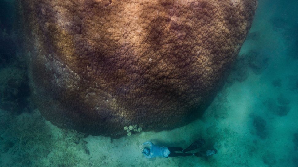 400-year-old 'Muga dhambi' is one of the largest and oldest corals in ...
