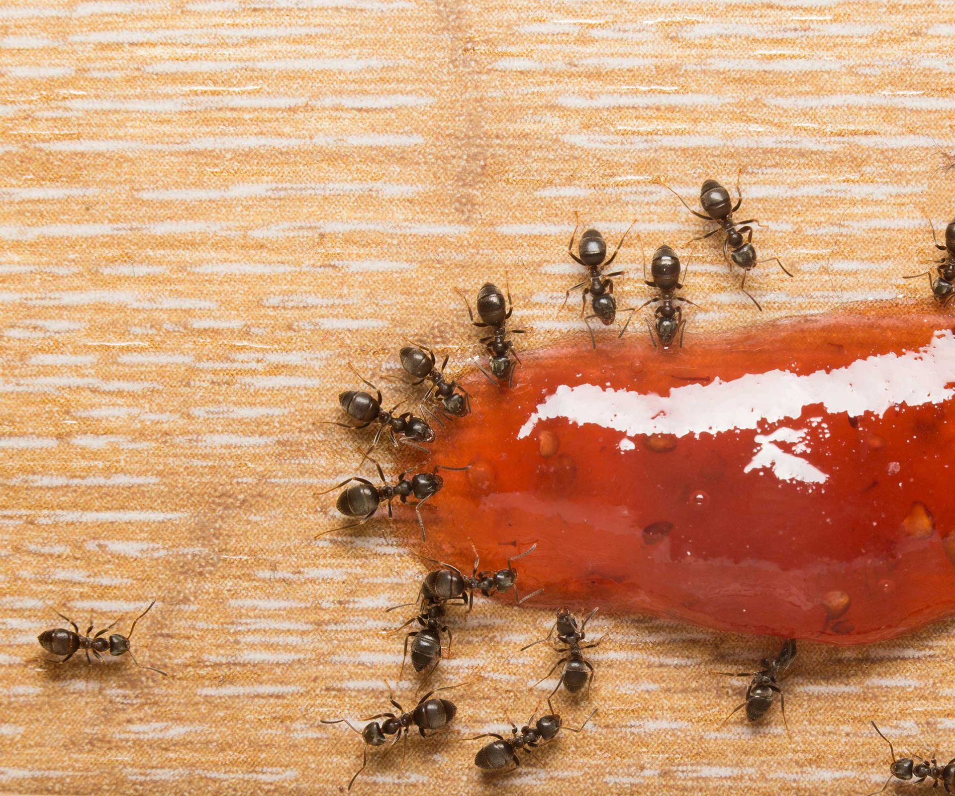 How to get rid of ants in your home: Expert advice | Homes and Gardens