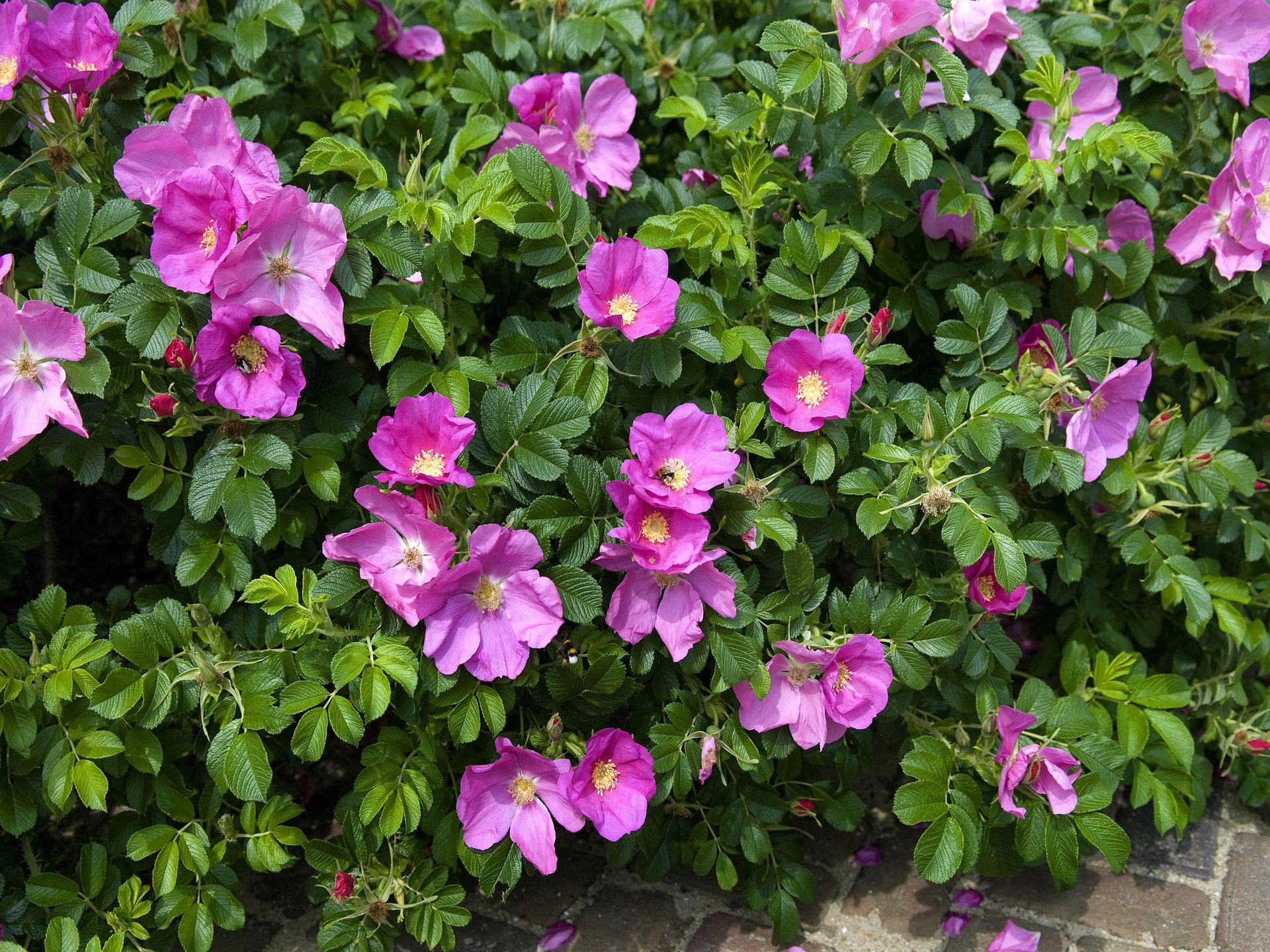 10 best wind-resistant shrubs for protection as well as color | Homes ...