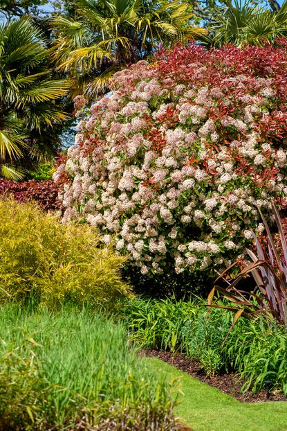 Best trees for privacy – 15 ideas to screen your yard | Homes and Gardens