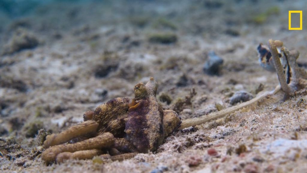 Watch female octopus drag male around during sex in rare footage ...