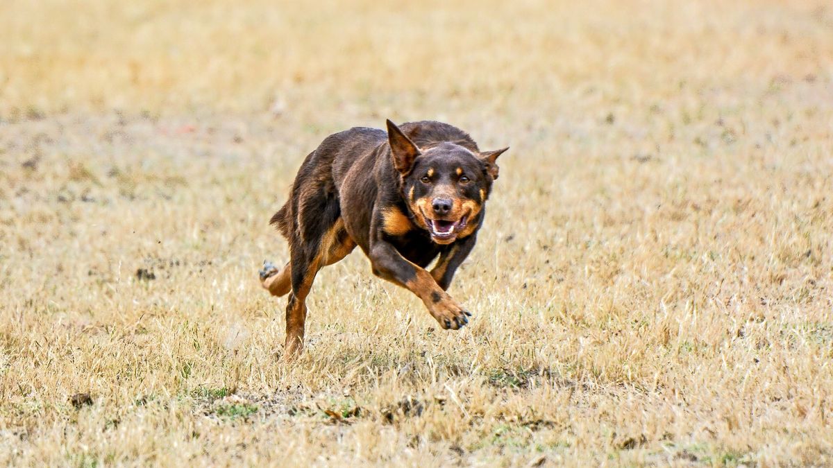 Highest jumping dogs: 10 hounds that can reach impressive heights ...
