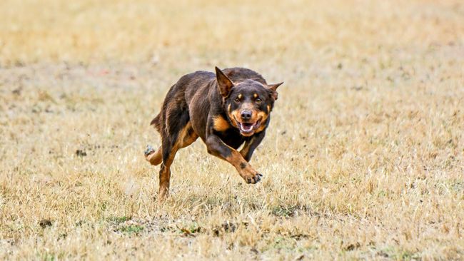 Highest jumping dogs: 10 hounds that can reach impressive heights ...