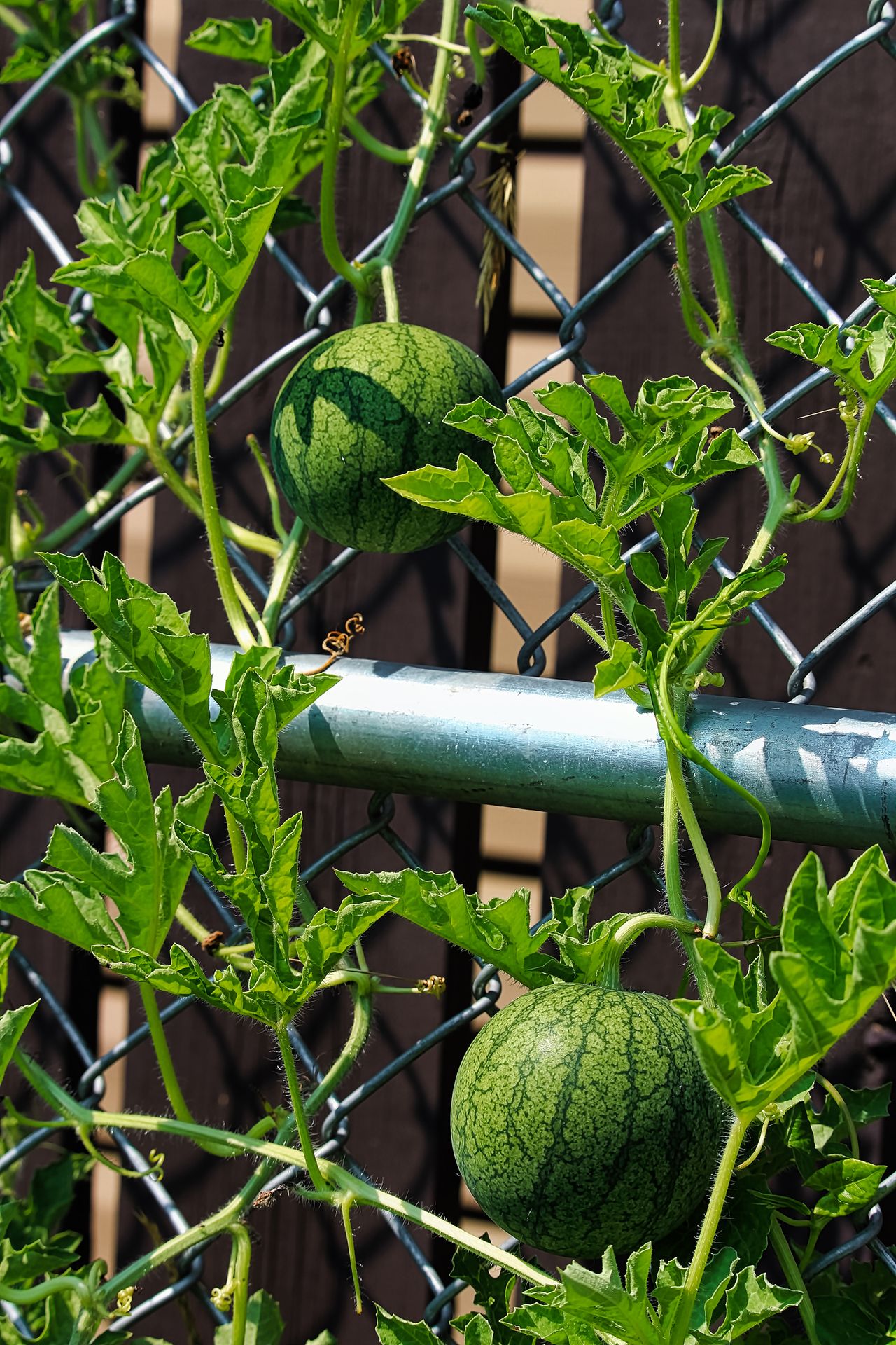 How to grow watermelon | Homes and Gardens