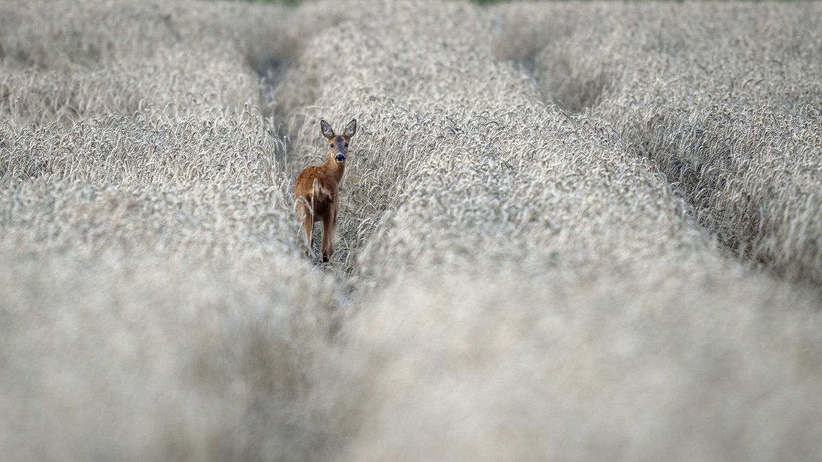 A deer poses in an open field, an exiled monk walks alone, and more ...