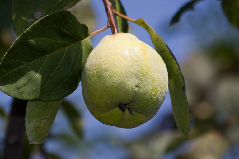 Can You Grow Quince Trees In Pots: Caring For A Container Grown Quince ...
