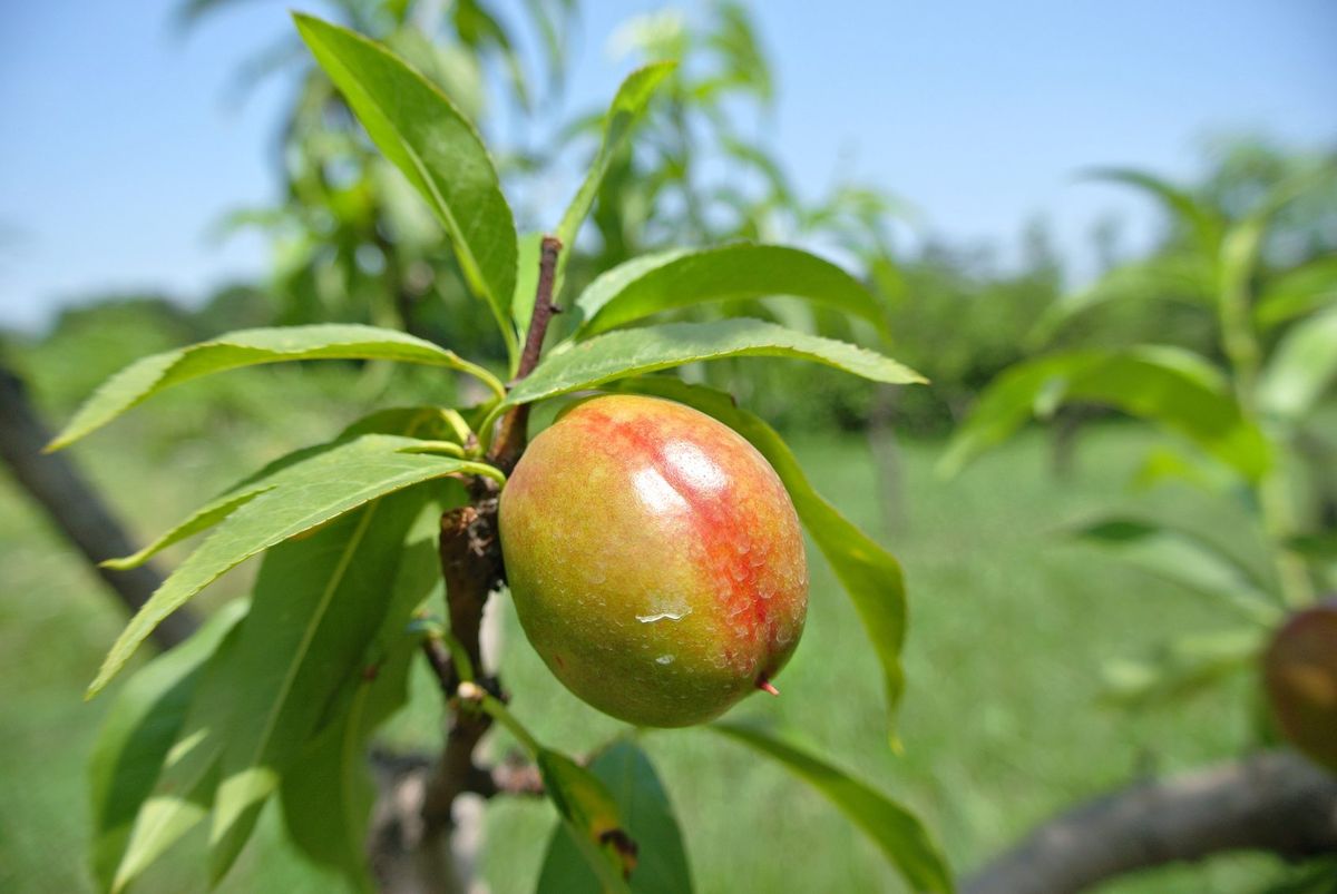 Nectarine Fruit Tree Spraying - Learn About Fruit Tree Spray For ...
