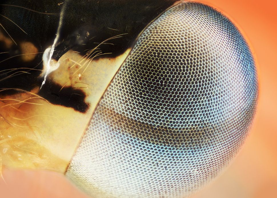 See 15 Crazy Animal Eyes — Rectangular Pupils to Wild Colors | Live Science