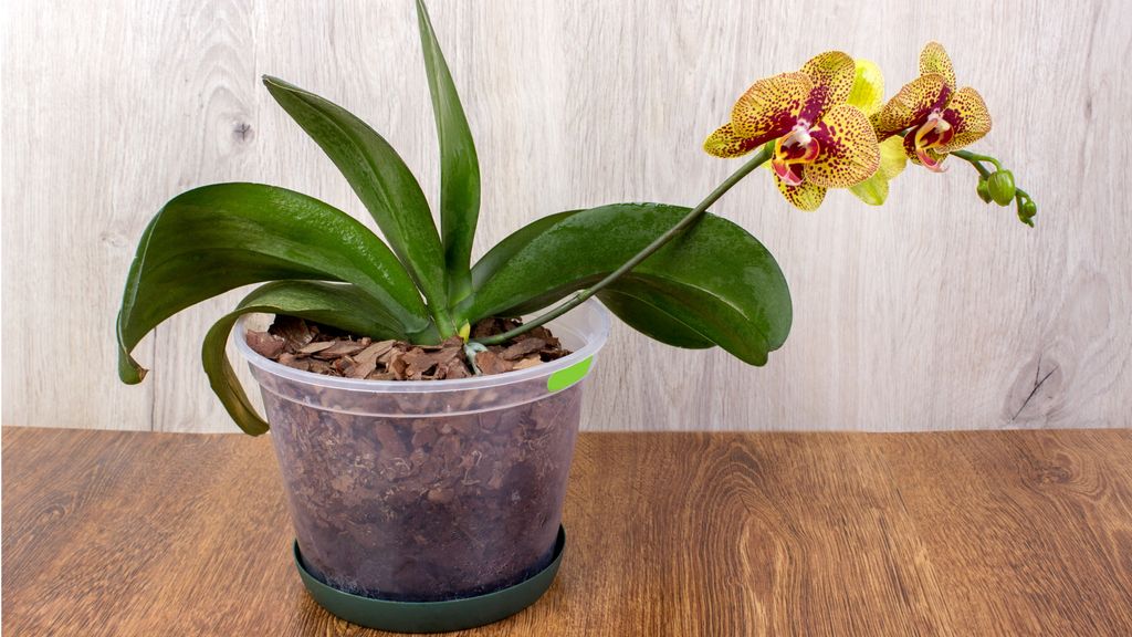 How to make your own orchid potting mix: a DIY recipe | Homes and Gardens