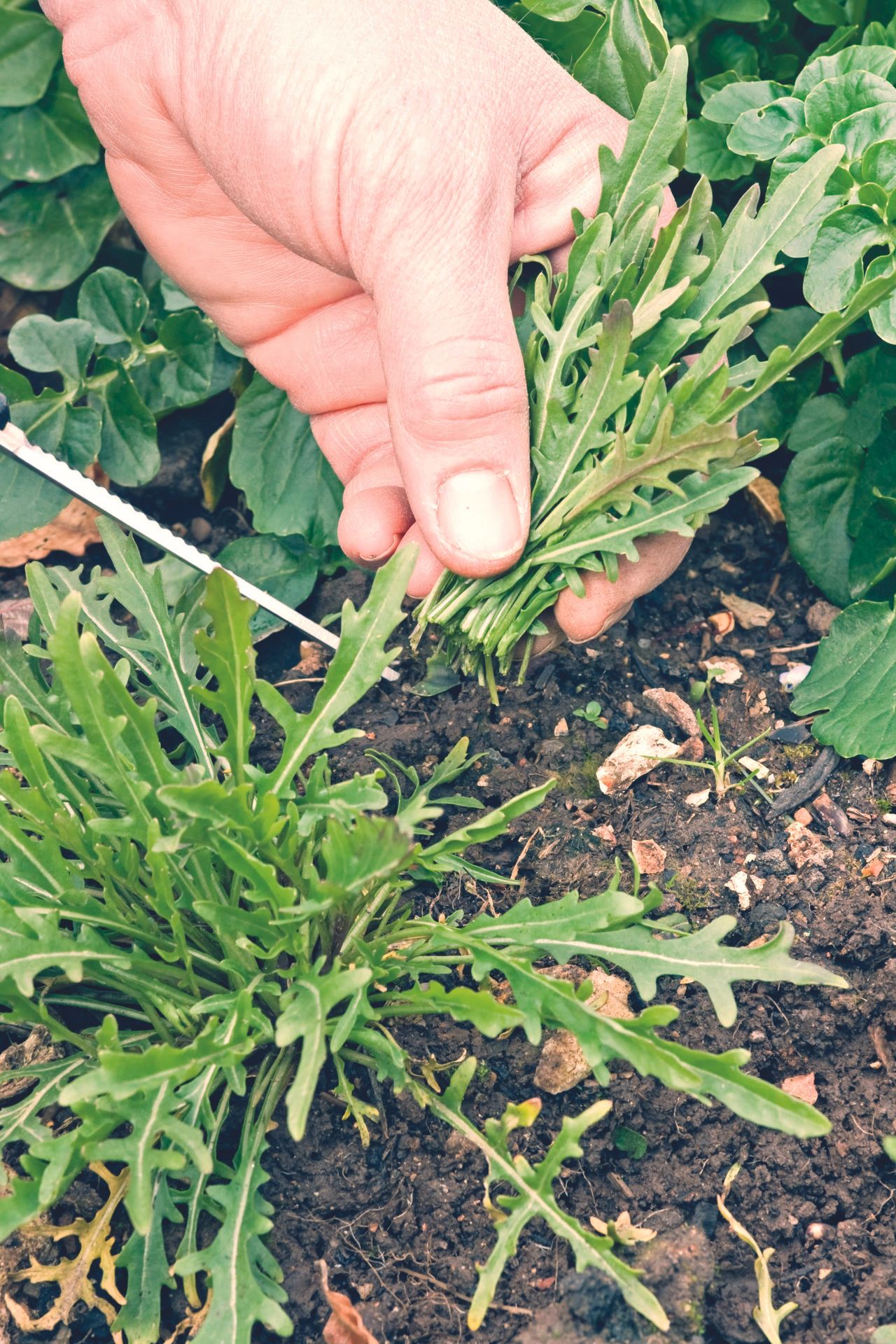 Monty Don's tips on growing rocket in your garden | Gardeningetc