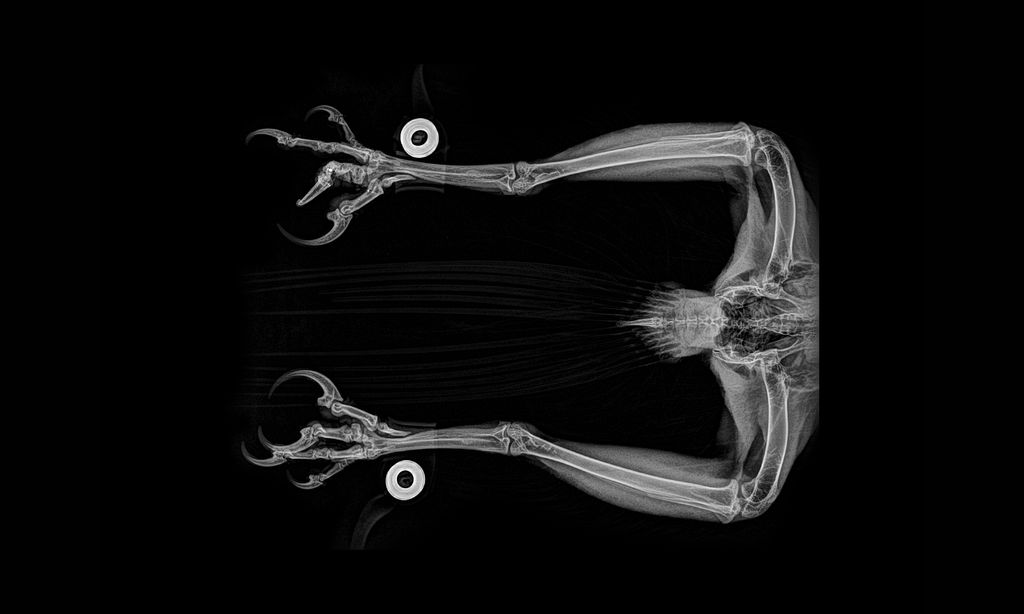 In Photos: Eerie Zoo Animal Skeletons, in X-Rays | Live Science