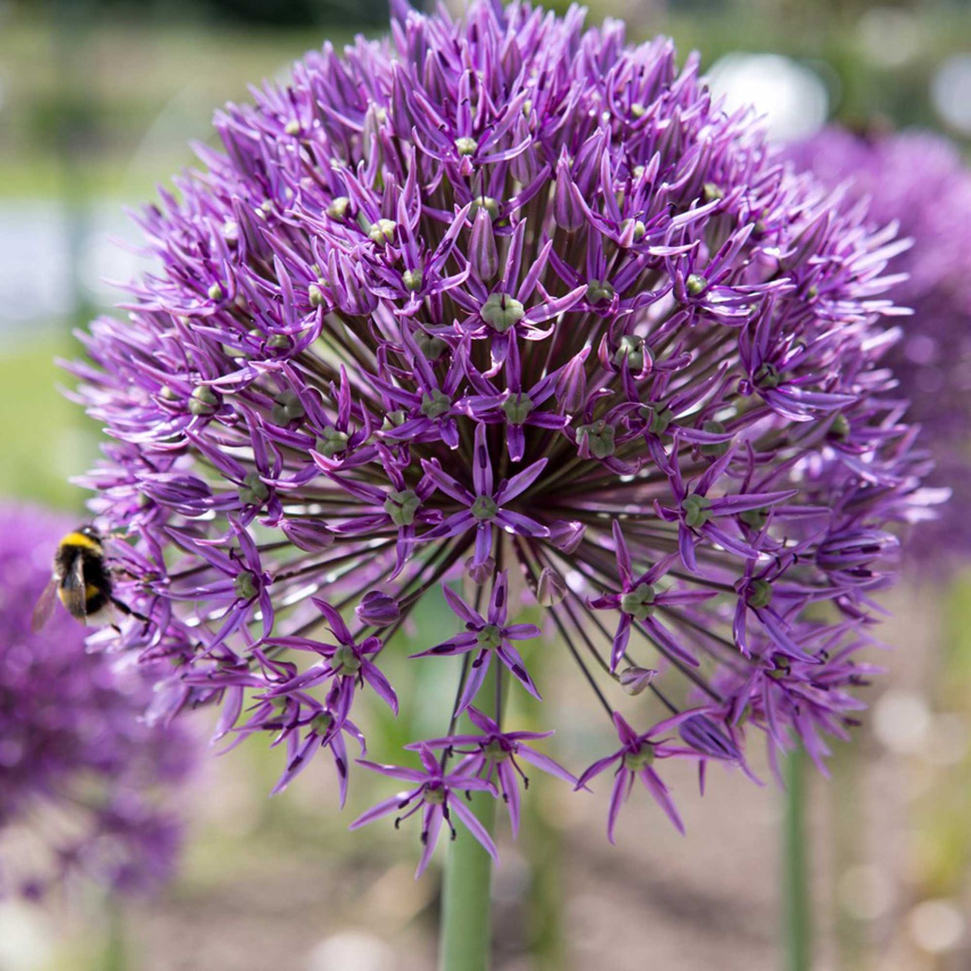 What to do when alliums finish flowering - Experts explain | Ideal Home