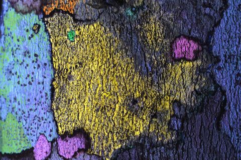 What Are Lichens? | Live Science