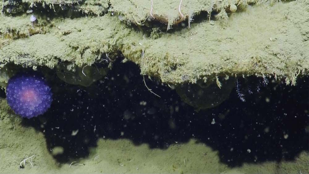 In Photos: Strange Purple Orb Found in Pacific Ocean | Live Science