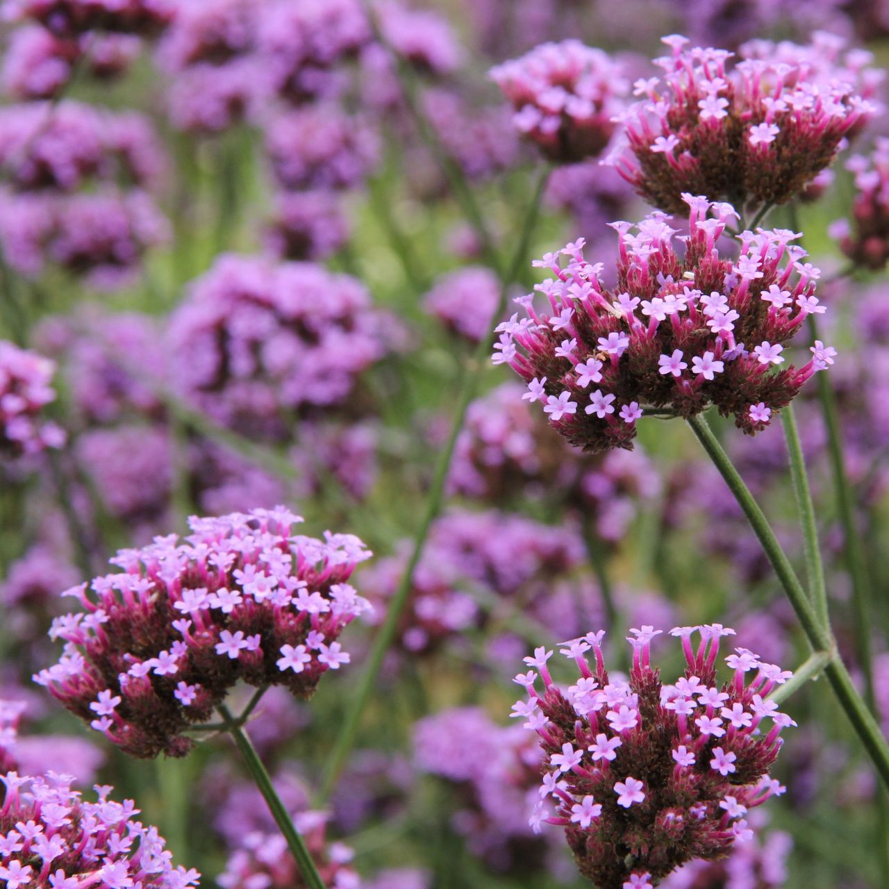 7 low-maintenance border plants for your garden | Ideal Home