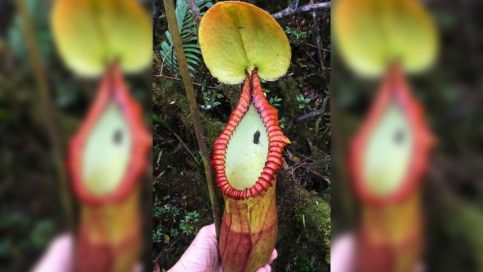 Some carnivorous plants evolved to eat poop instead of bugs. And they ...