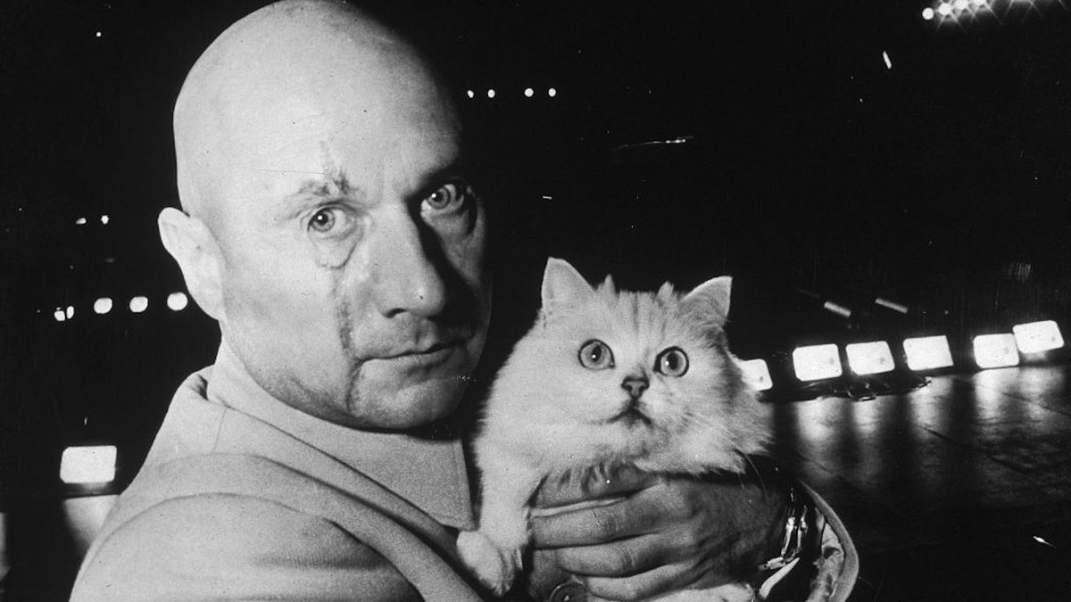32 of the most famous cats | PetsRadar