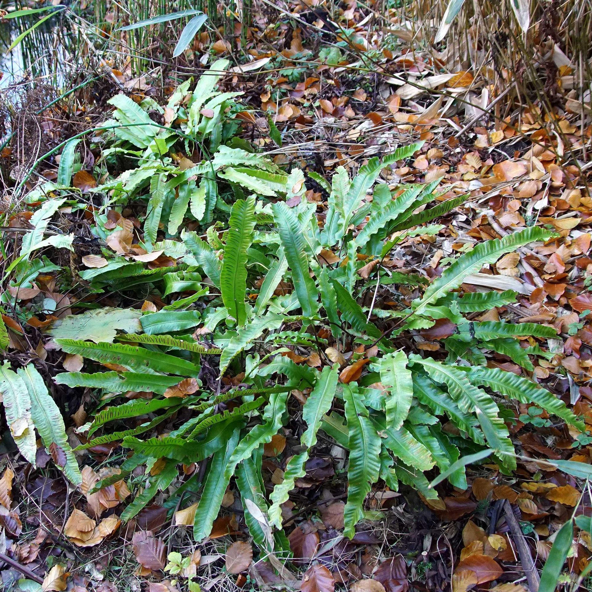 When to cut back ferns to keep them looking their best | Ideal Home