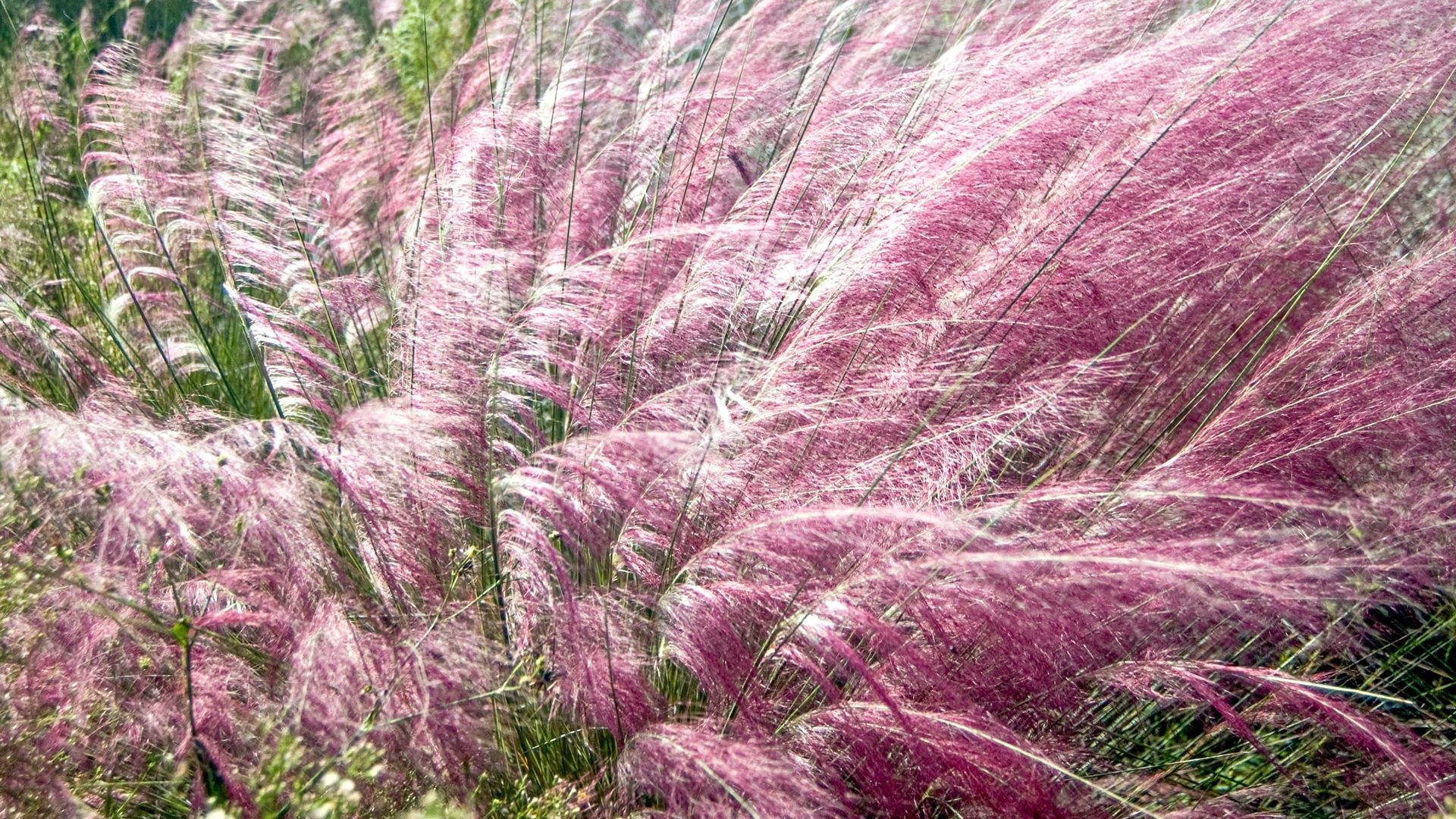 4-Season Low Maintenance Ornamental Grasses | Gardening Know How