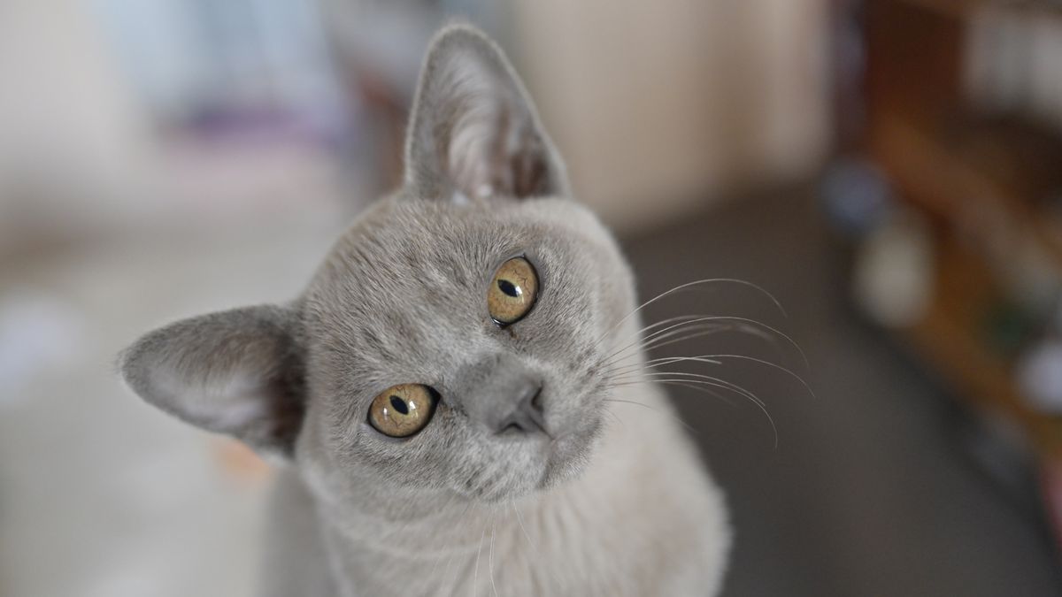 32 cat breeds that like water | PetsRadar