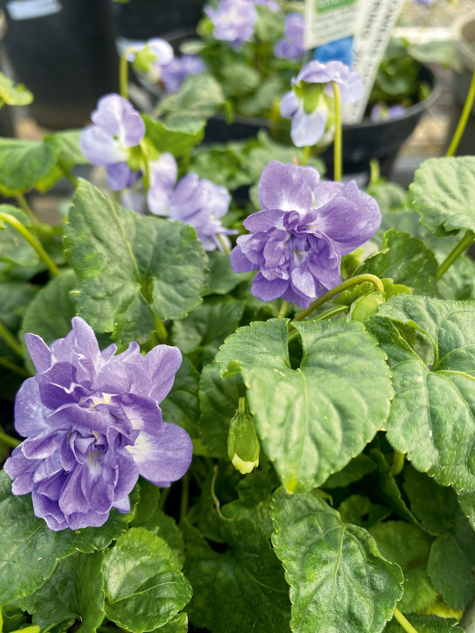 The expert guide to growing violets, by the fifth-generation nursery ...