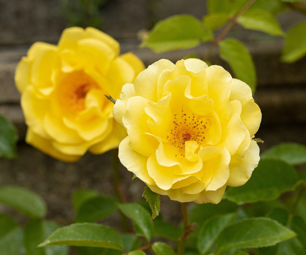 Best climbing roses: 12 romantic plants for scent and color | Homes and ...