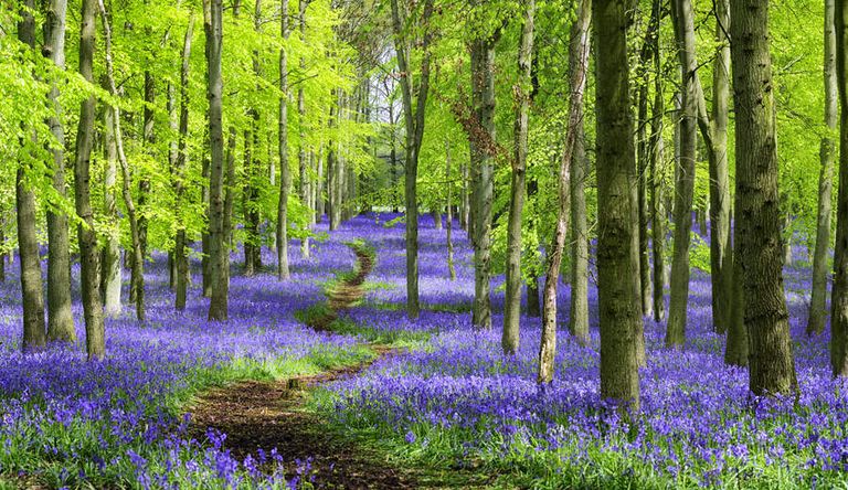 Where to see bluebells | Country Life