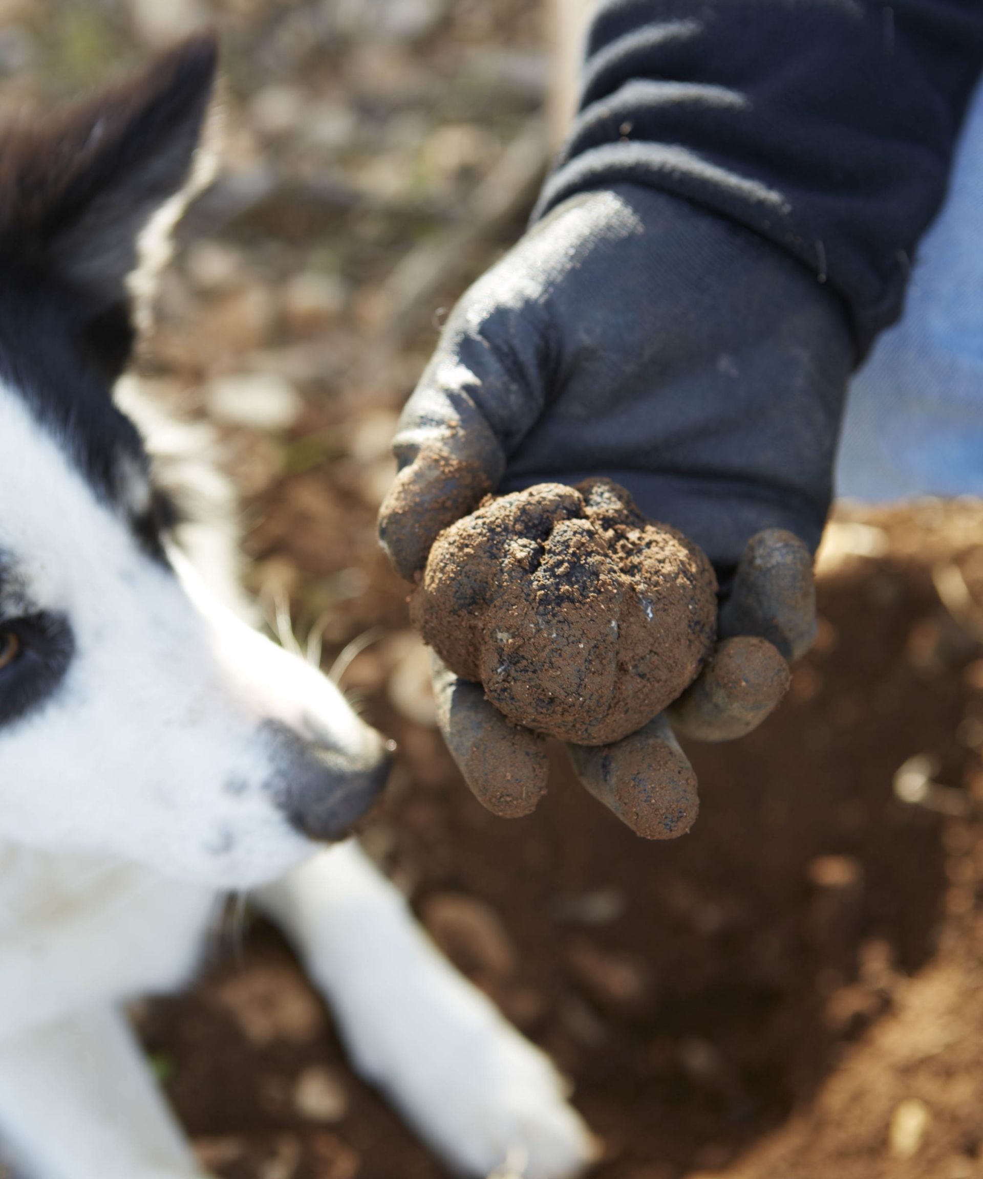 How to grow truffles: an expert reveals how to do it | Homes and Gardens