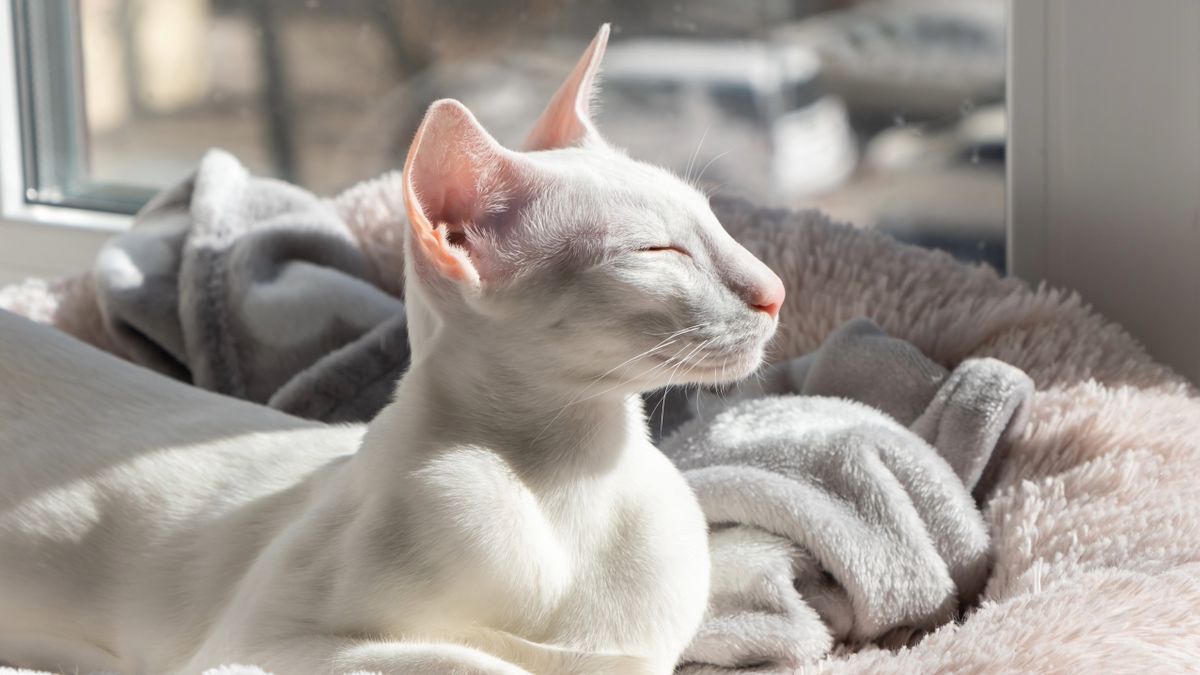 15 white cat breeds that will melt your heart | PetsRadar