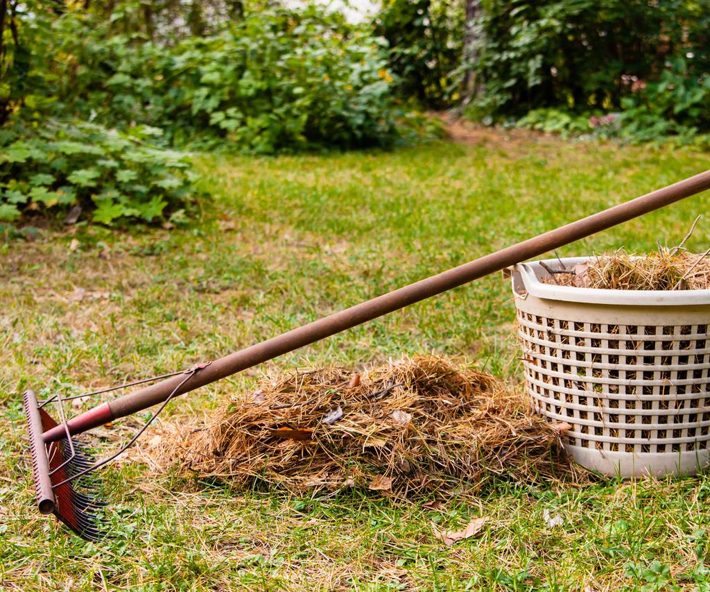 How to spot red thread lawn disease and combat the problem | Homes and ...