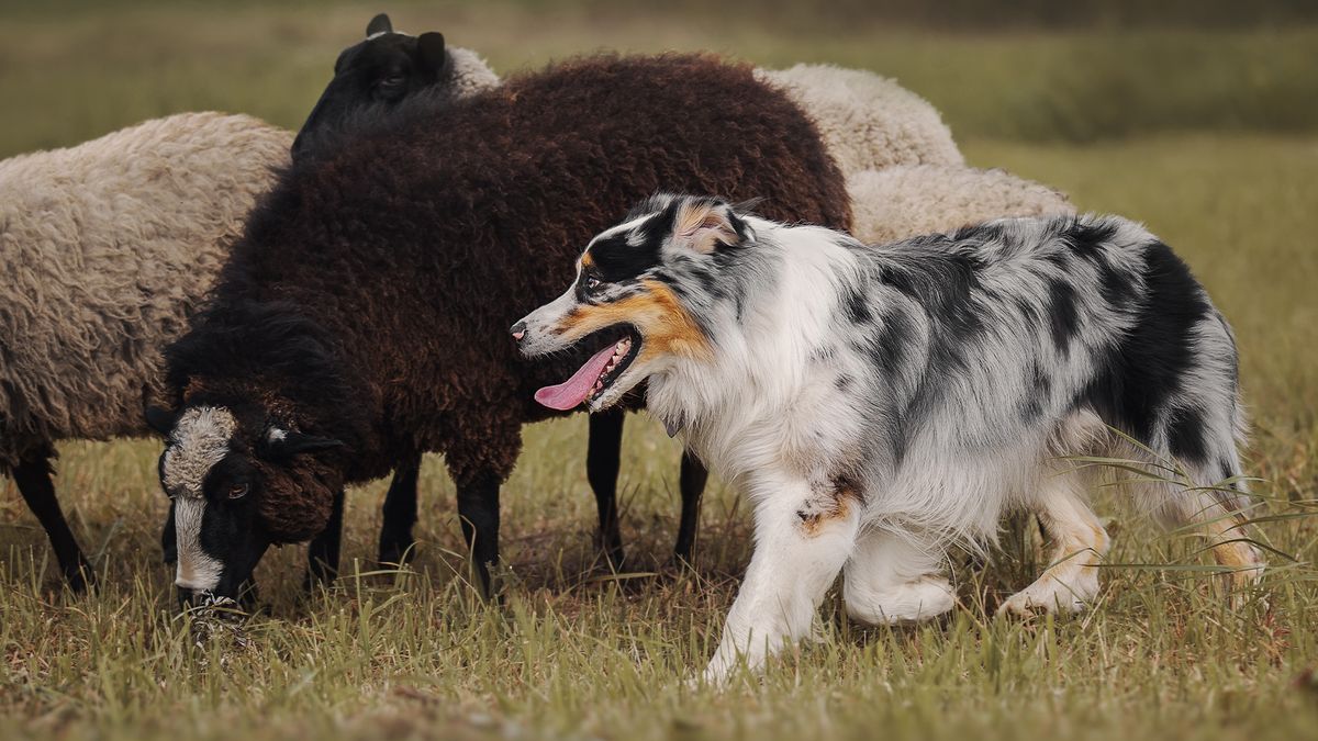 33 herding dog breeds for managing livestock | PetsRadar