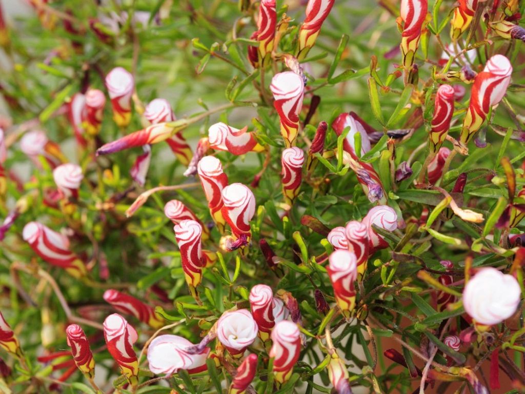 Candy Cane Oxalis Plant Care - Tips For Growing Candy Cane Sorrel ...