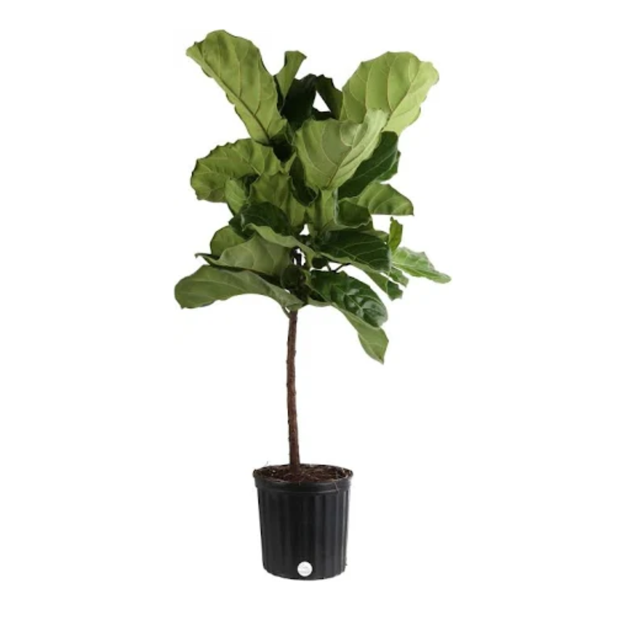 How to Underplant Houseplants for a Fuller Foliage Display | Livingetc