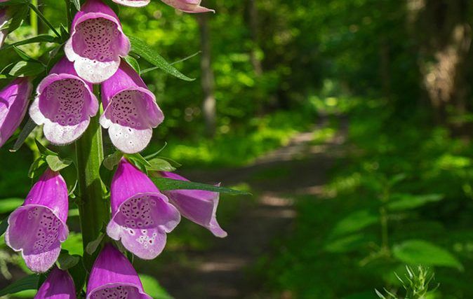 The incredible tale of the foxglove, from curing to disease to ...