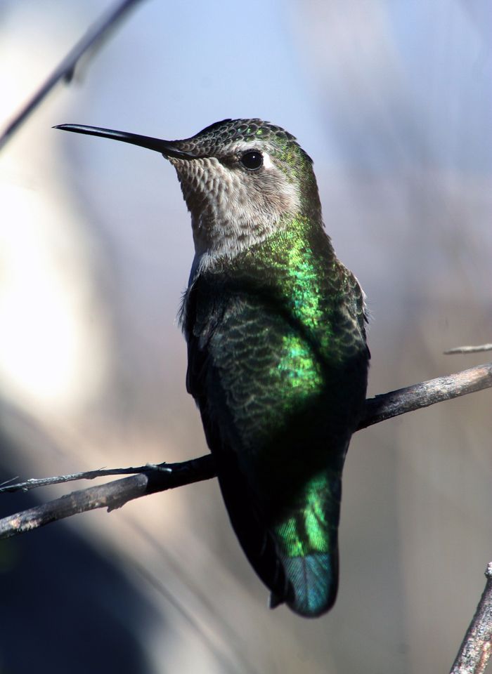 Of a Feather: Photos Reveal Stunning Birds of the Southwest | Live Science