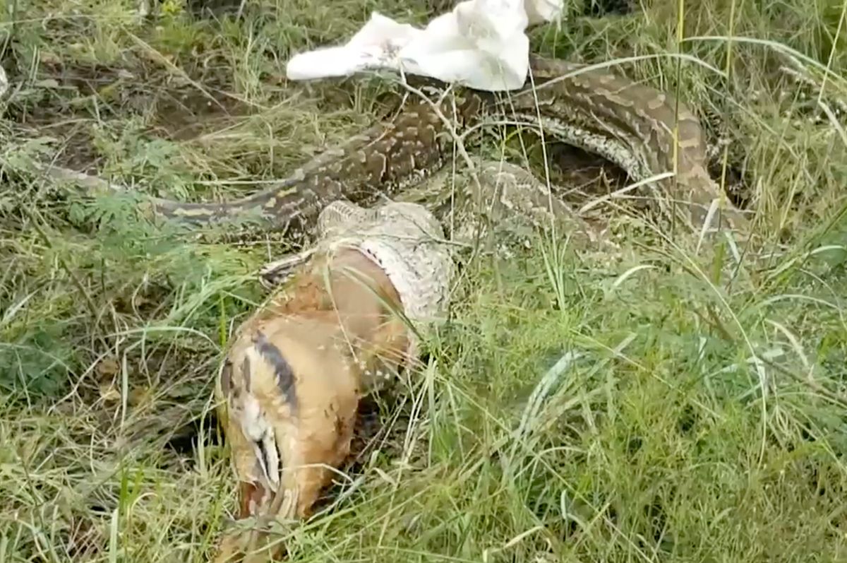 Blergh! Why a 13-Foot Python Puked Up an Impala (and How) | Live Science