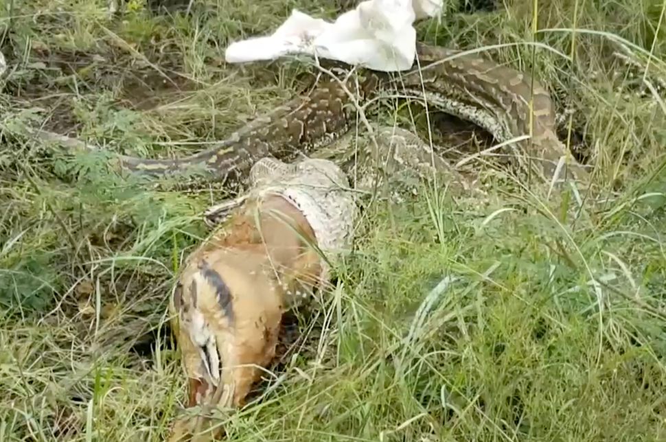 Blergh! Why a 13-Foot Python Puked Up an Impala (and How) | Live Science