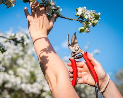How to sharpen garden shears in 7 easy steps | Gardeningetc