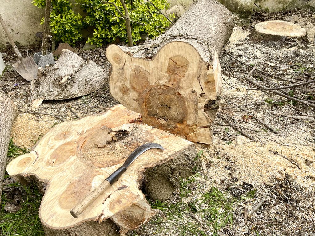 How to kill a tree stump: a guide to natural and chemical methods ...