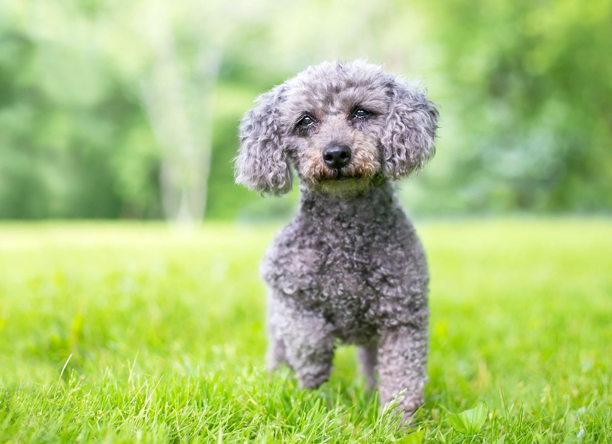 10 smallest dog breeds (combination of height and weight) | PetsRadar