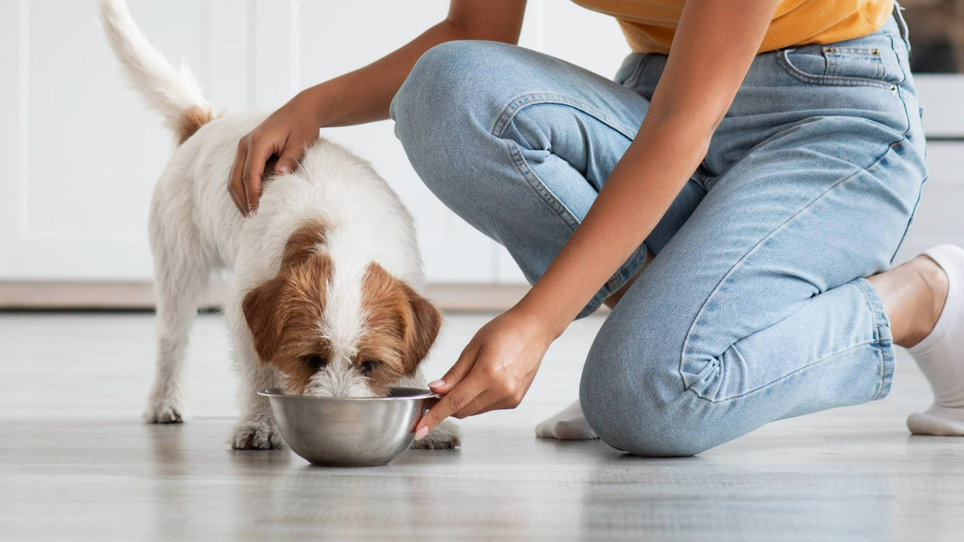 How to increase a dog's appetite (and when to see a vet) | PetsRadar