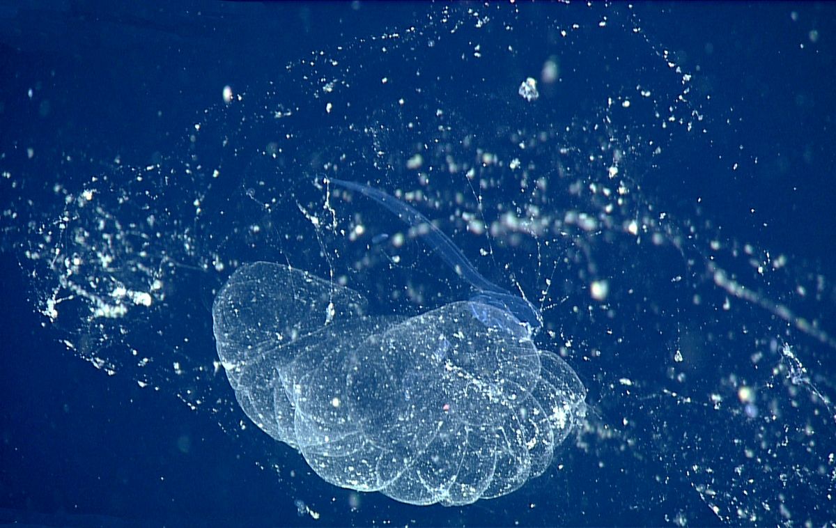 In Photos: Gorgeous Sea Blob in Monterey Bay | Live Science