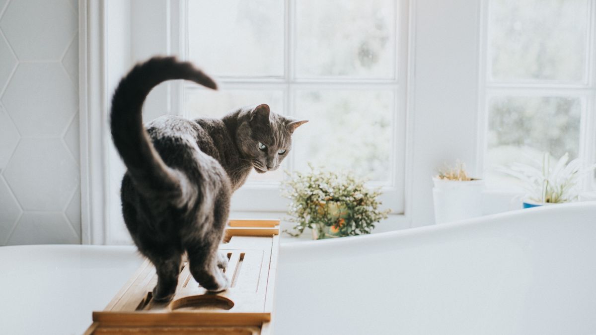 32 of the sweetest ways cats show affection | PetsRadar