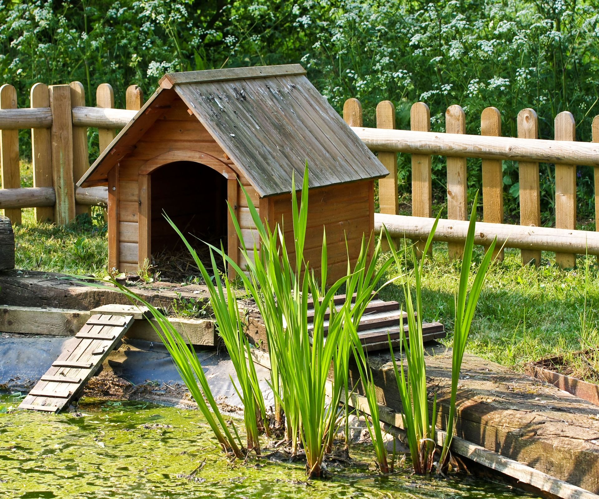 How to keep ducks, and why you should to control slugs | Homes and Gardens